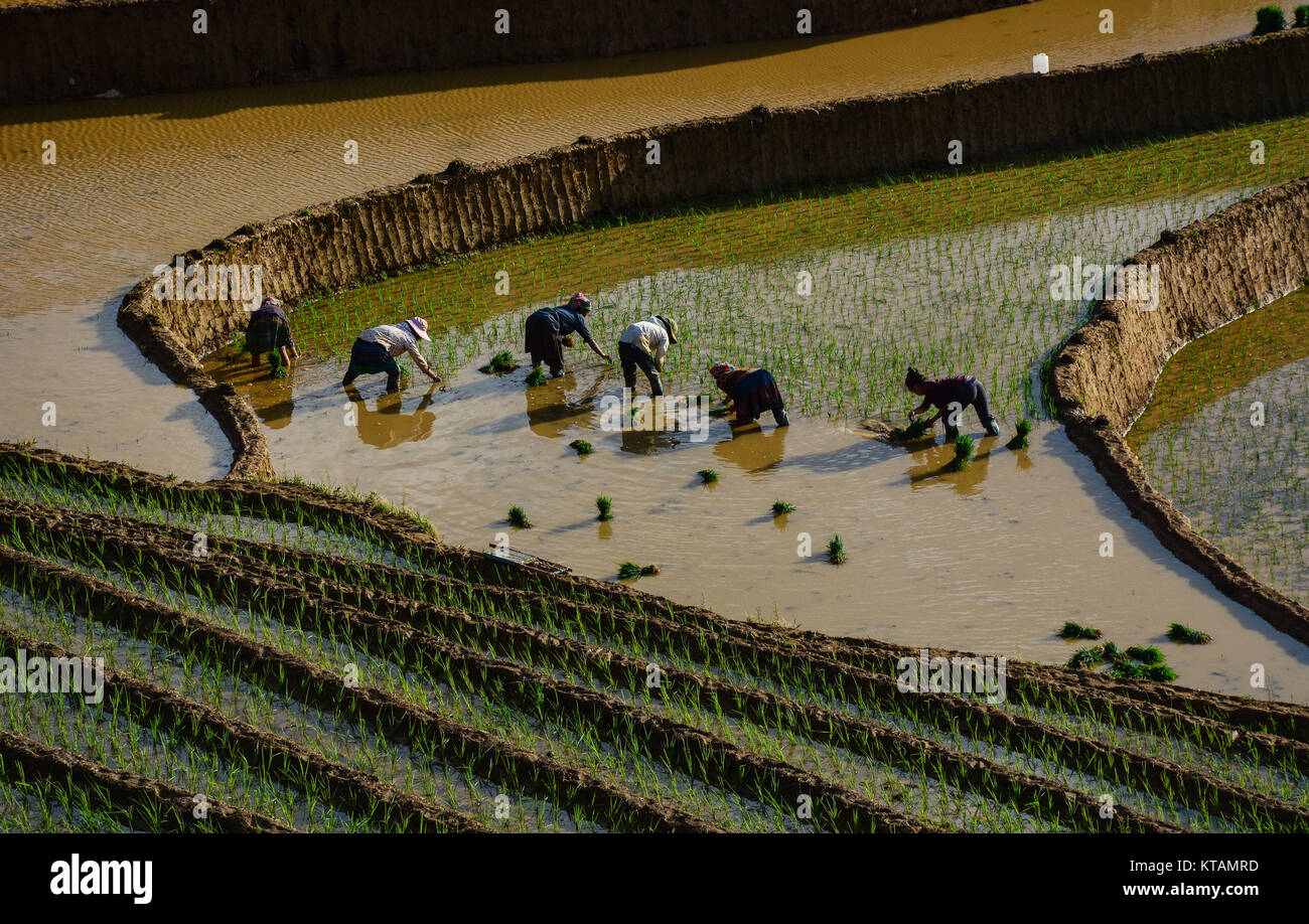 Hmong people working on terraced rice field at summer day in Sapa ...