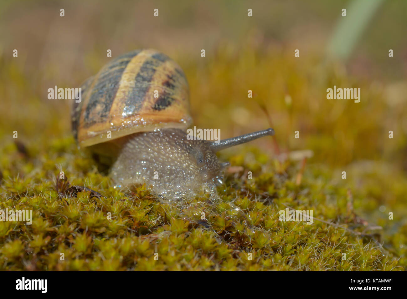 Snail mucous shell slime hi-res stock photography and images - Alamy