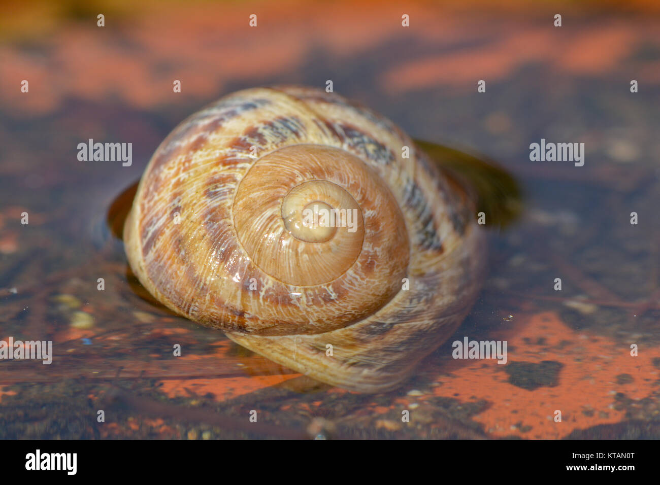 snail shell in the creek Stock Photo - Alamy