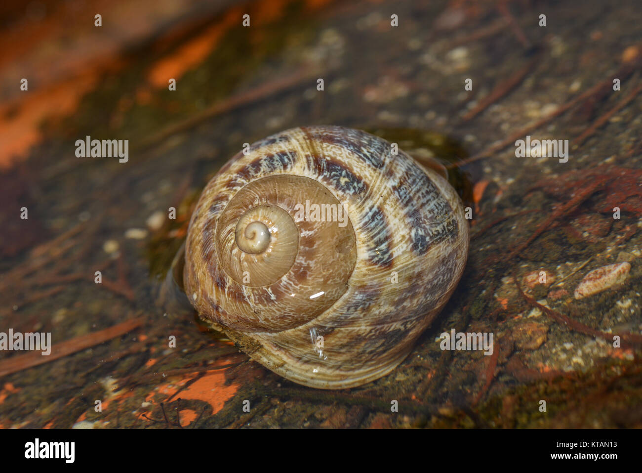 snail shell in the creek Stock Photo - Alamy