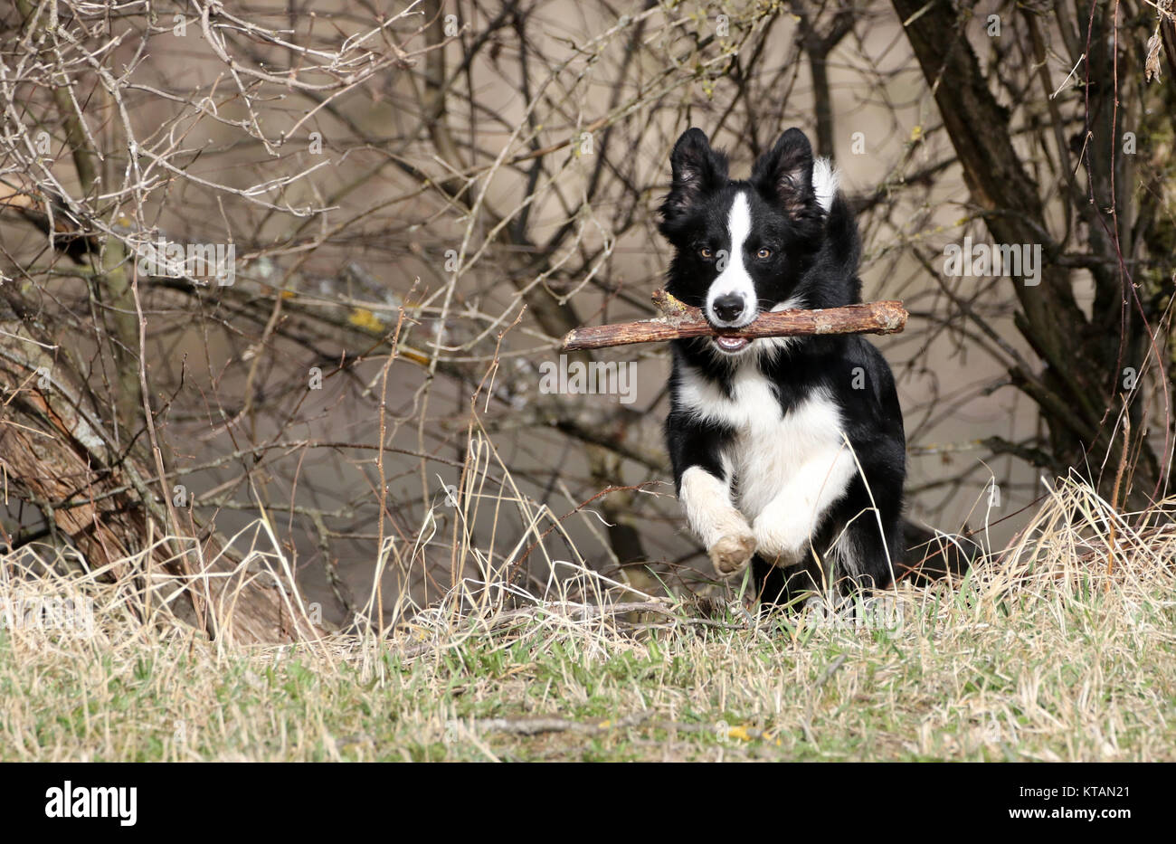 Viking sheep dog hi-res stock photography and images - Alamy