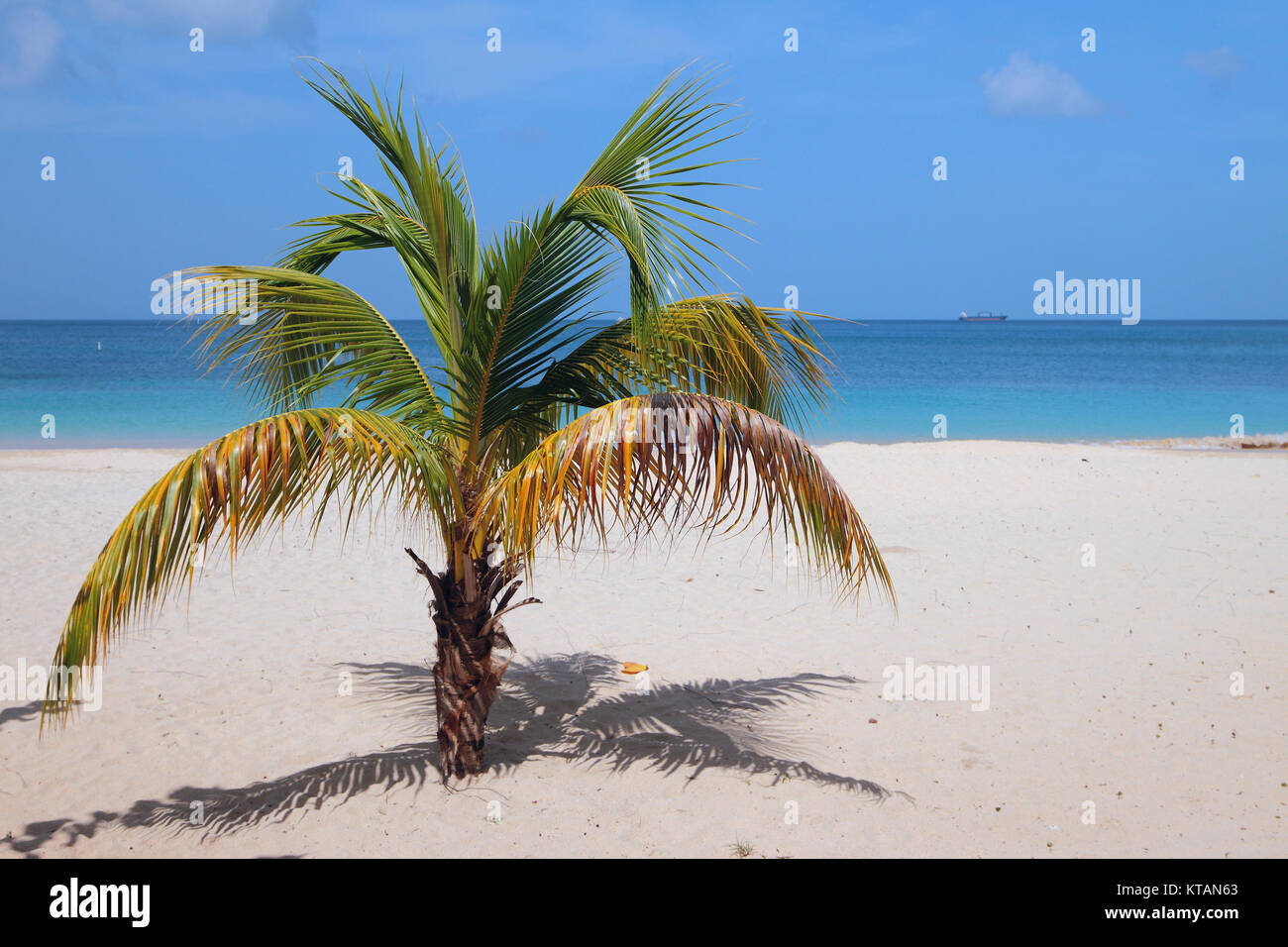 Palm tree on sandy beach. St. George's, Grenada Stock Photo - Alamy