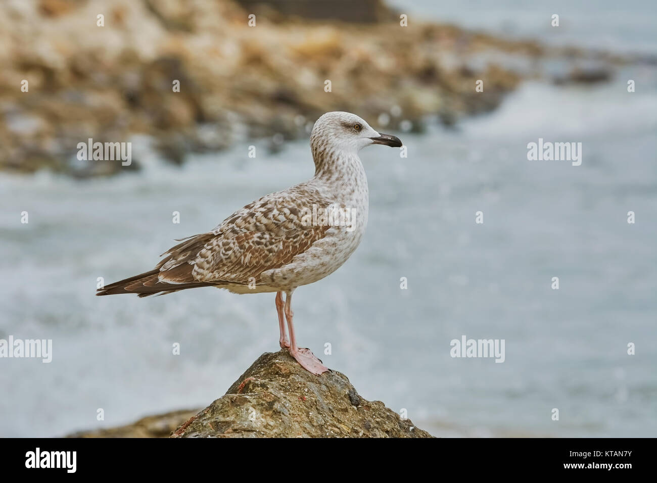 Seagull Resting on Stone Stock Photo - Alamy