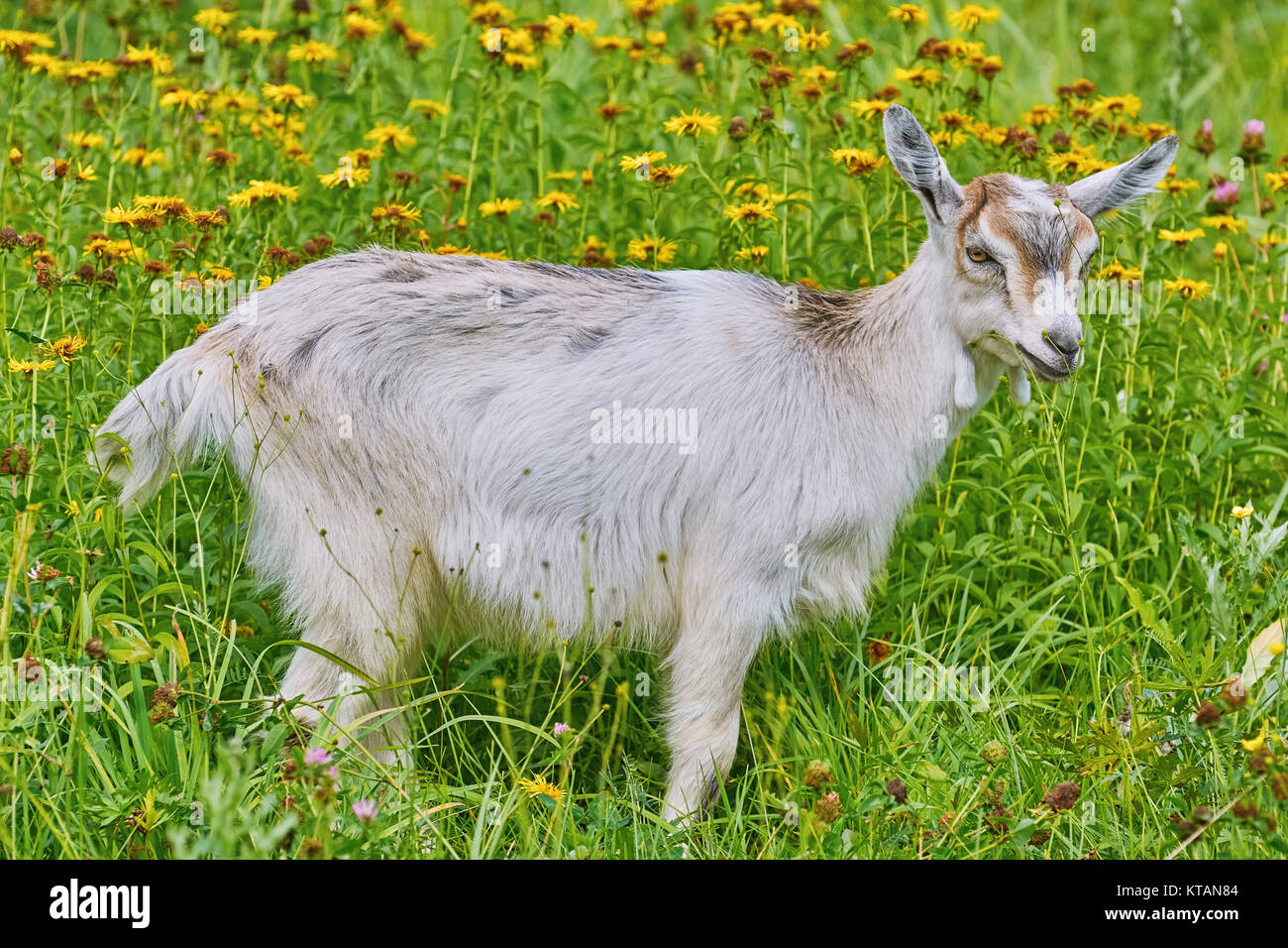 Goatee Stock Photos & Goatee Stock Images - Alamy