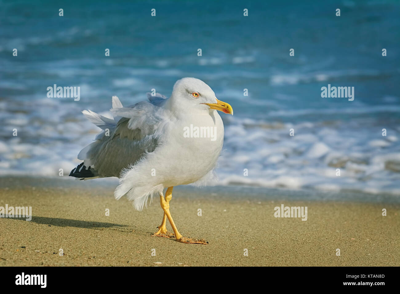 Seagull Walking by the Beach Stock Photo - Alamy