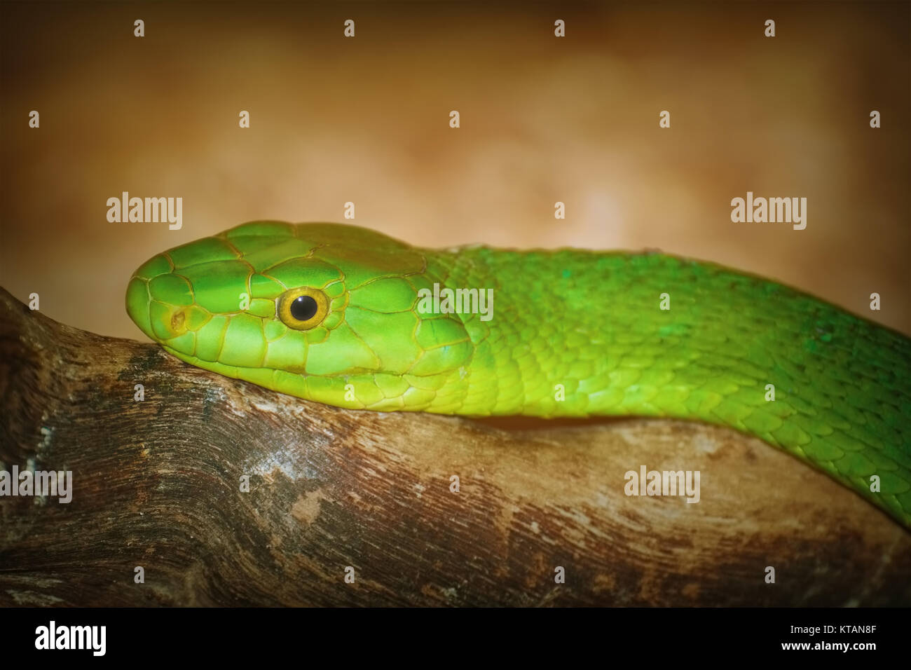 Eastern Green Mamba Stock Photo - Alamy