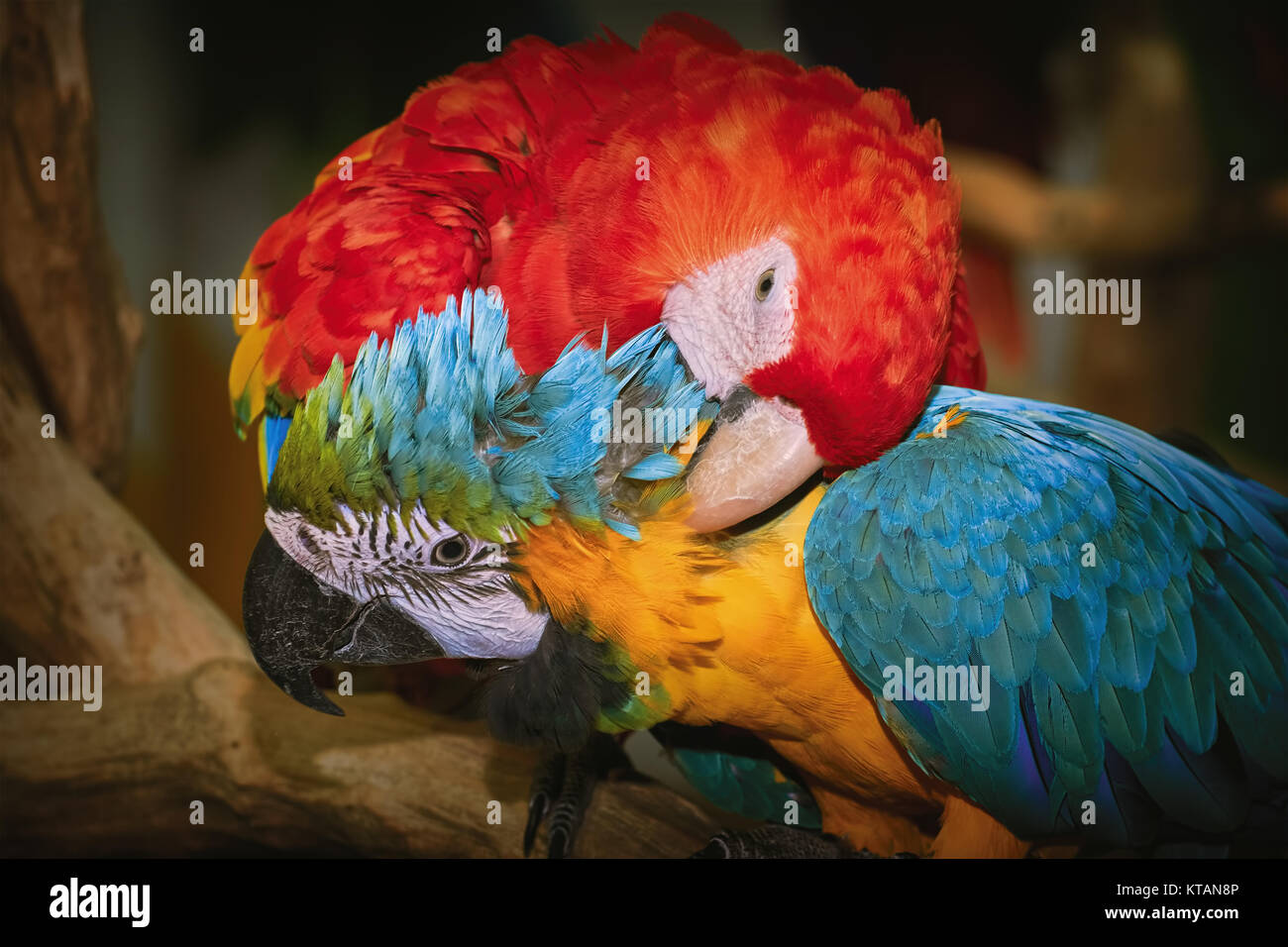 The Macaw Parrot Stock Photo - Alamy