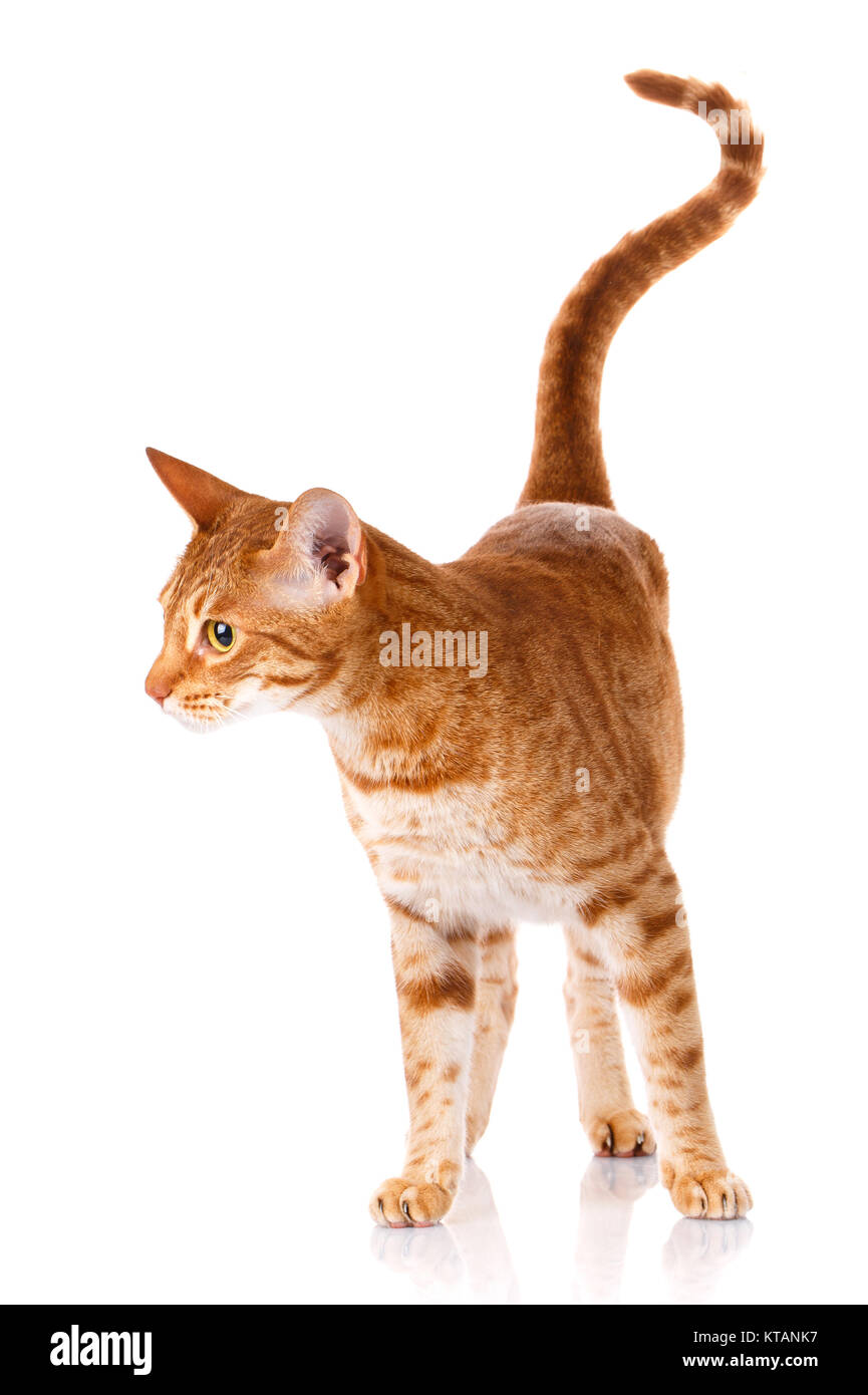 ocicat male cat Stock Photo - Alamy