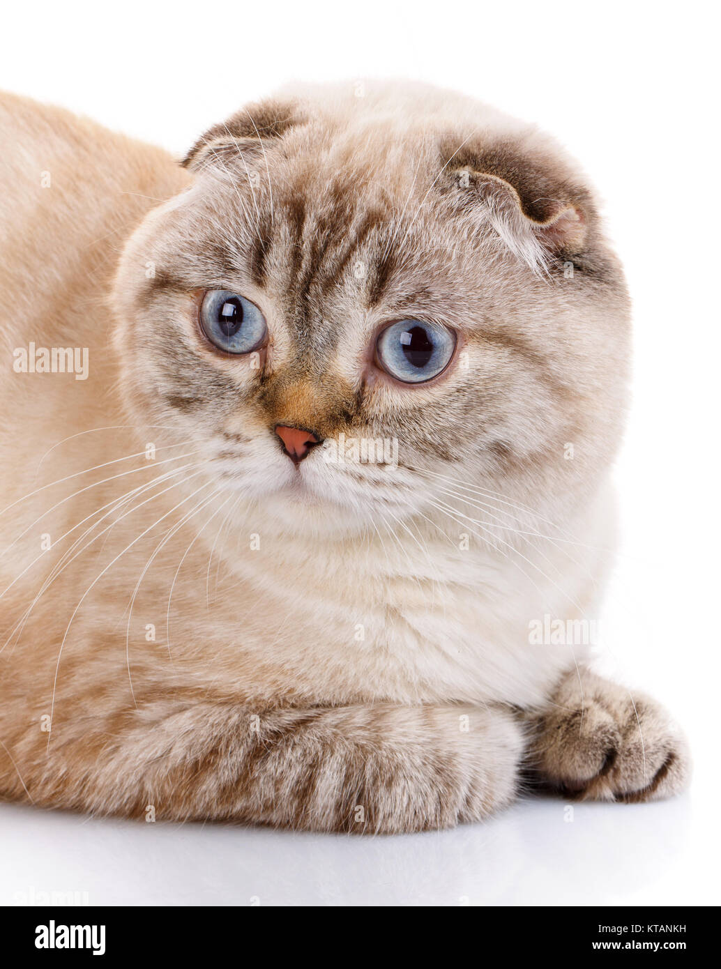 lop-eared scottish cat . isolated Stock Photo - Alamy
