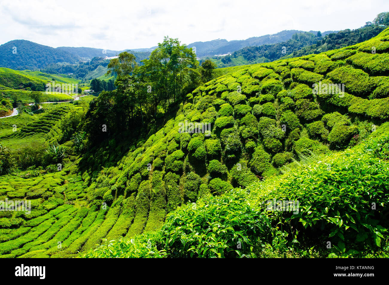 Tea plantations in Malaysia Stock Photo - Alamy