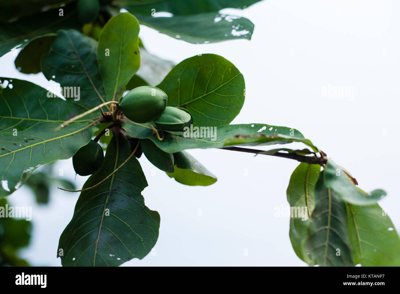 Fresh green exotic pistachio tree Stock Photo - Alamy
