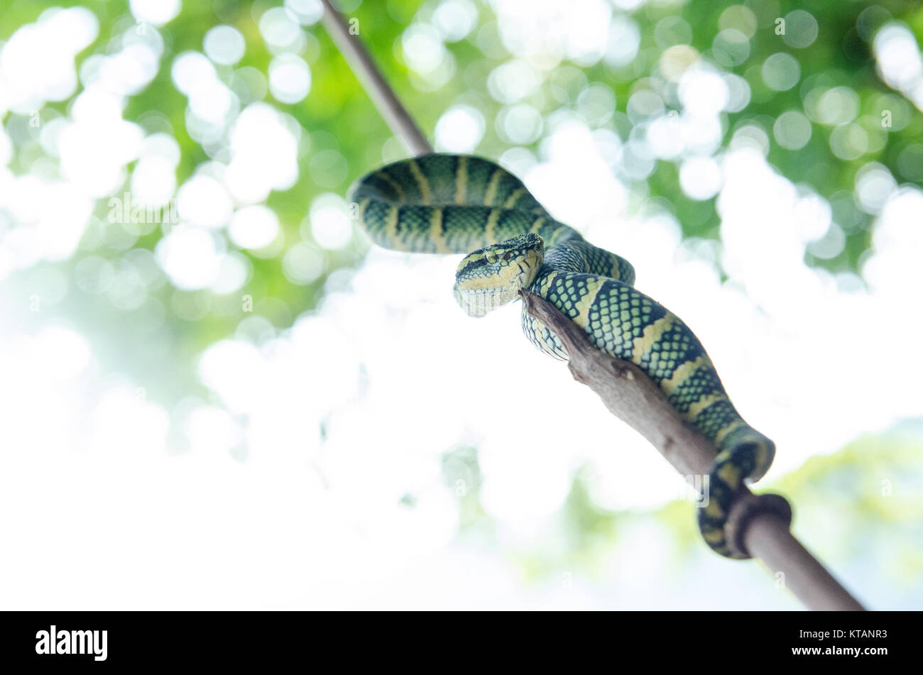 Tropidolaemus wagleri poisonous snake green yellow striped asian Stock ...