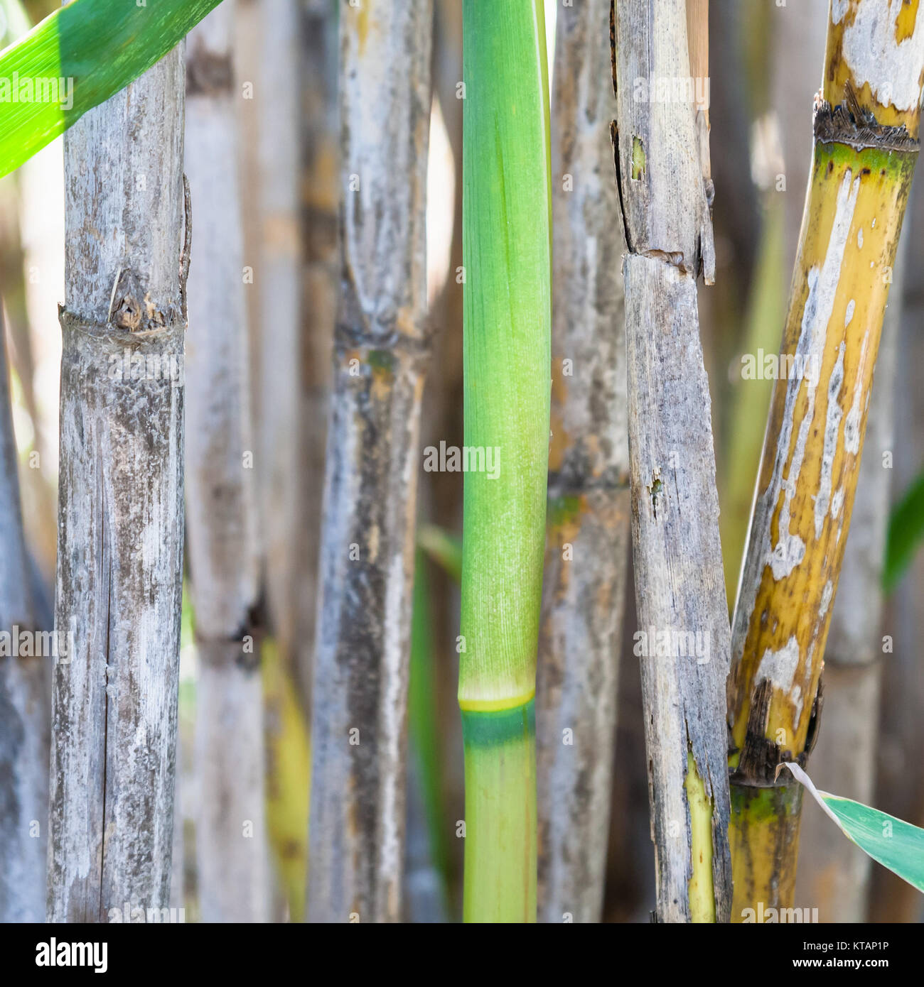 one green bamboo trunk in old reeds Stock Photo - Alamy