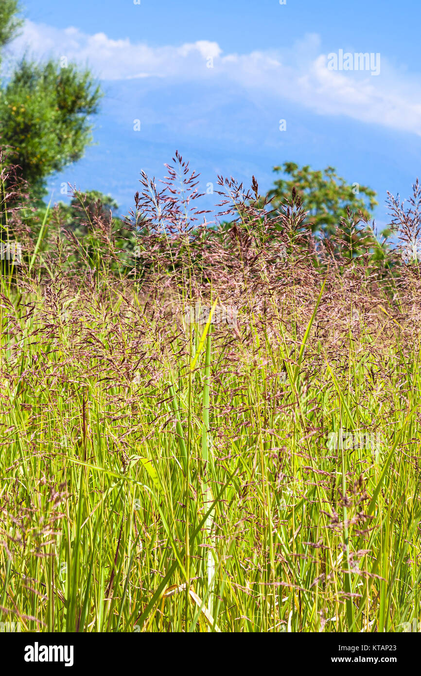 view of green grass on meadow and Etna mount Stock Photo - Alamy