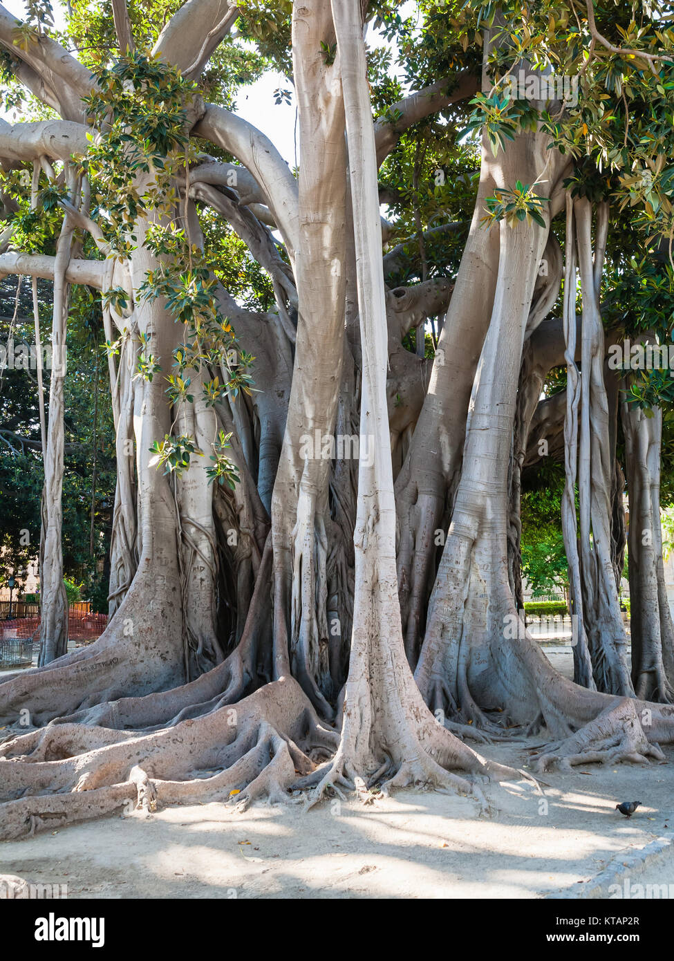 ficus tree in Palermo city in Giardino Garibaldi Stock Photo - Alamy