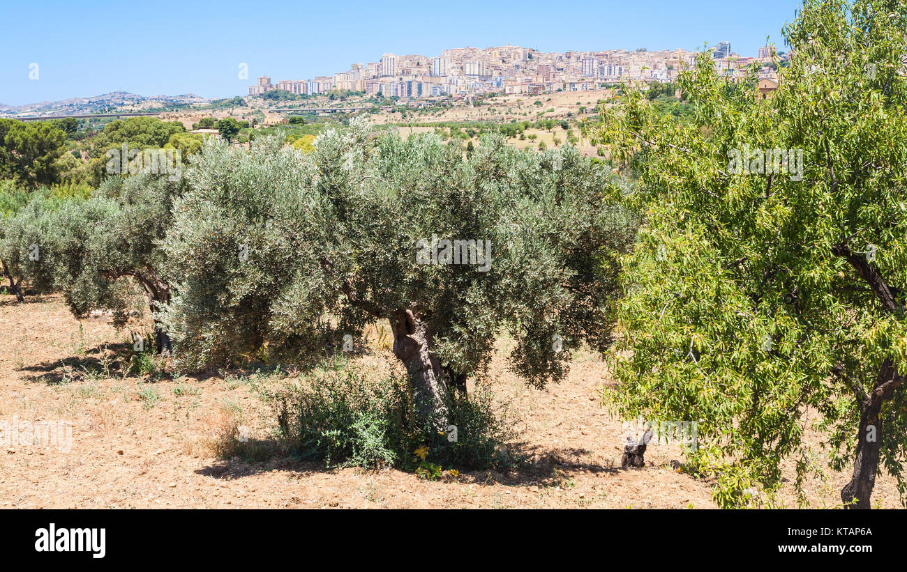 olive trees and view of Agrigento town in Sicily Stock Photo - Alamy