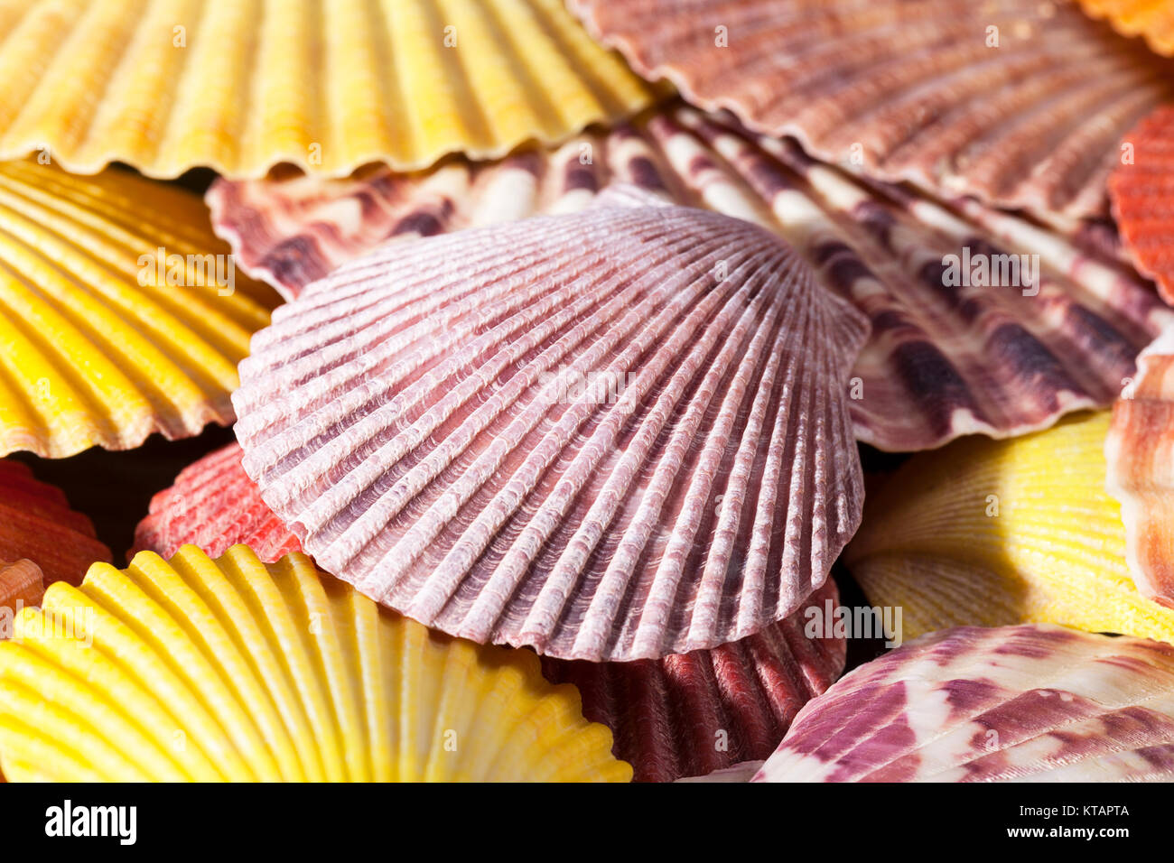 Background of colorful sea shells of mollusks, close up Stock Photo - Alamy