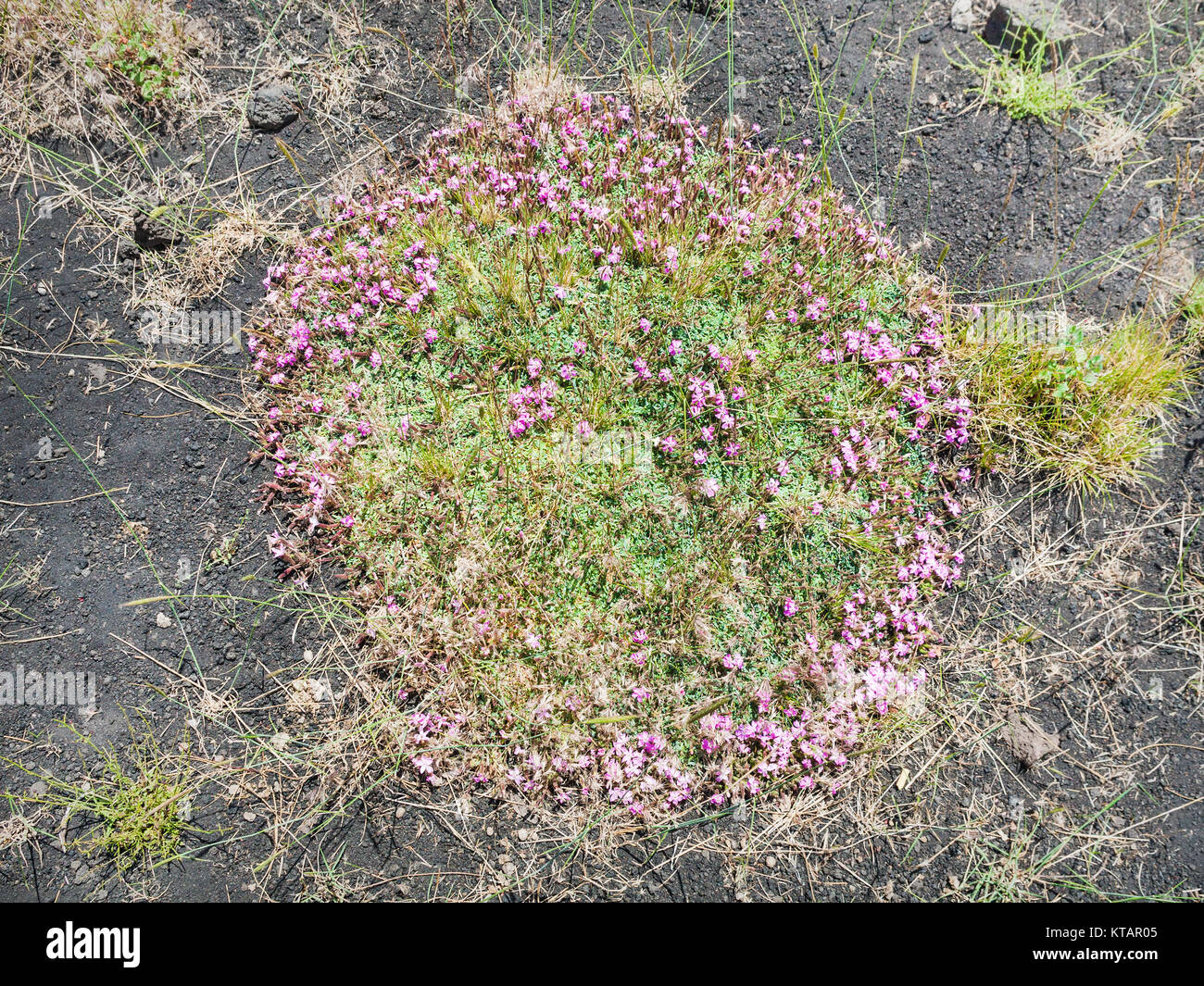 pink flowers on volcanic soil on slope of Etna Stock Photo - Alamy