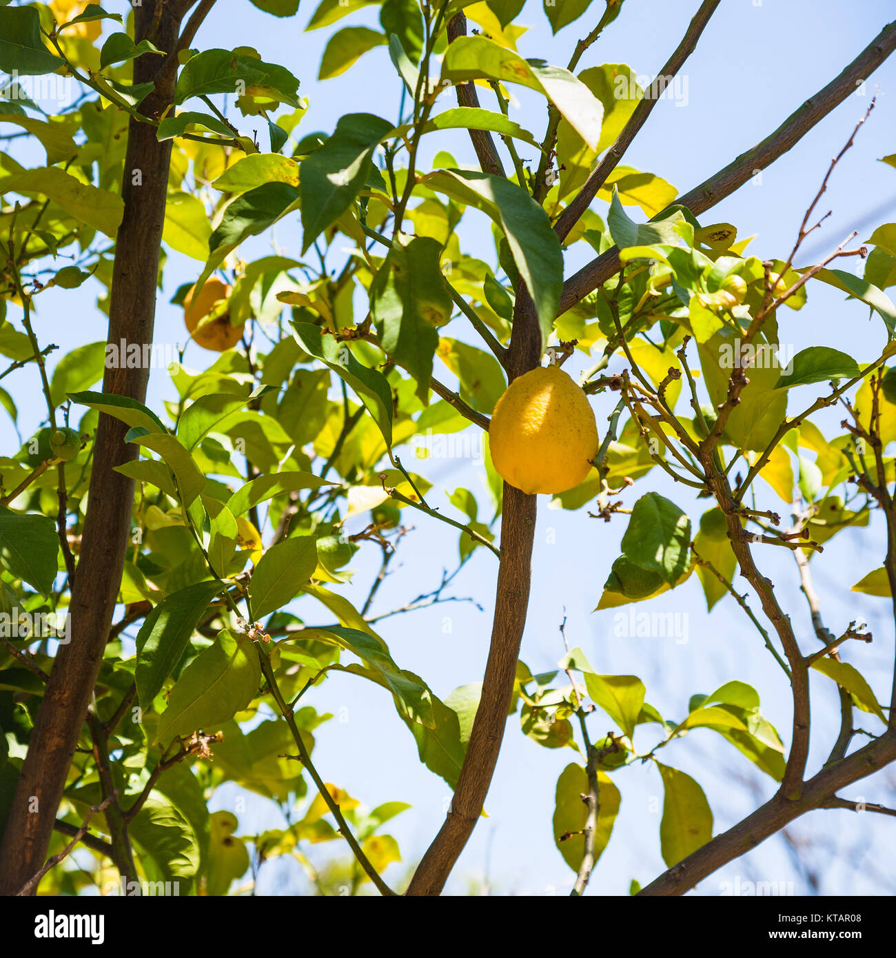 one ripe yellow lemon on tree Stock Photo - Alamy