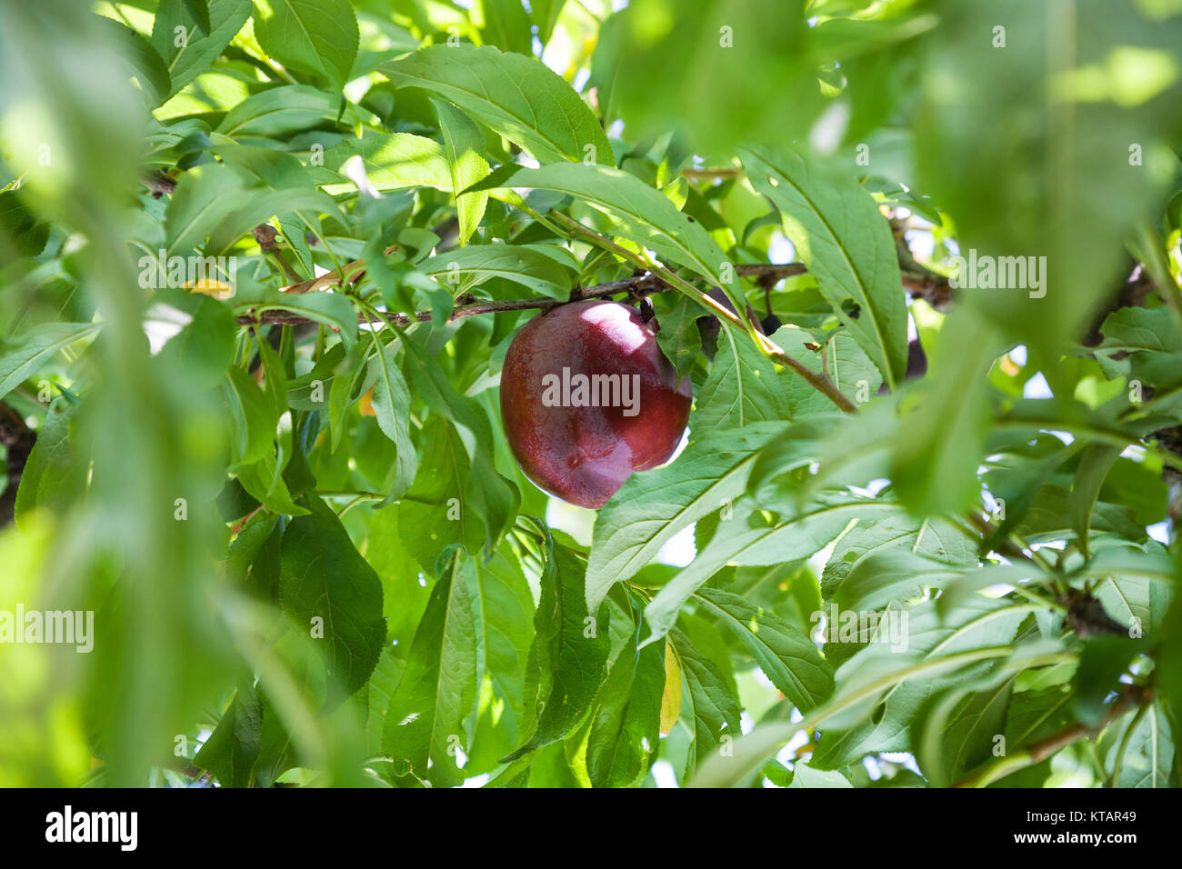 ripe red plum on tree Stock Photo - Alamy