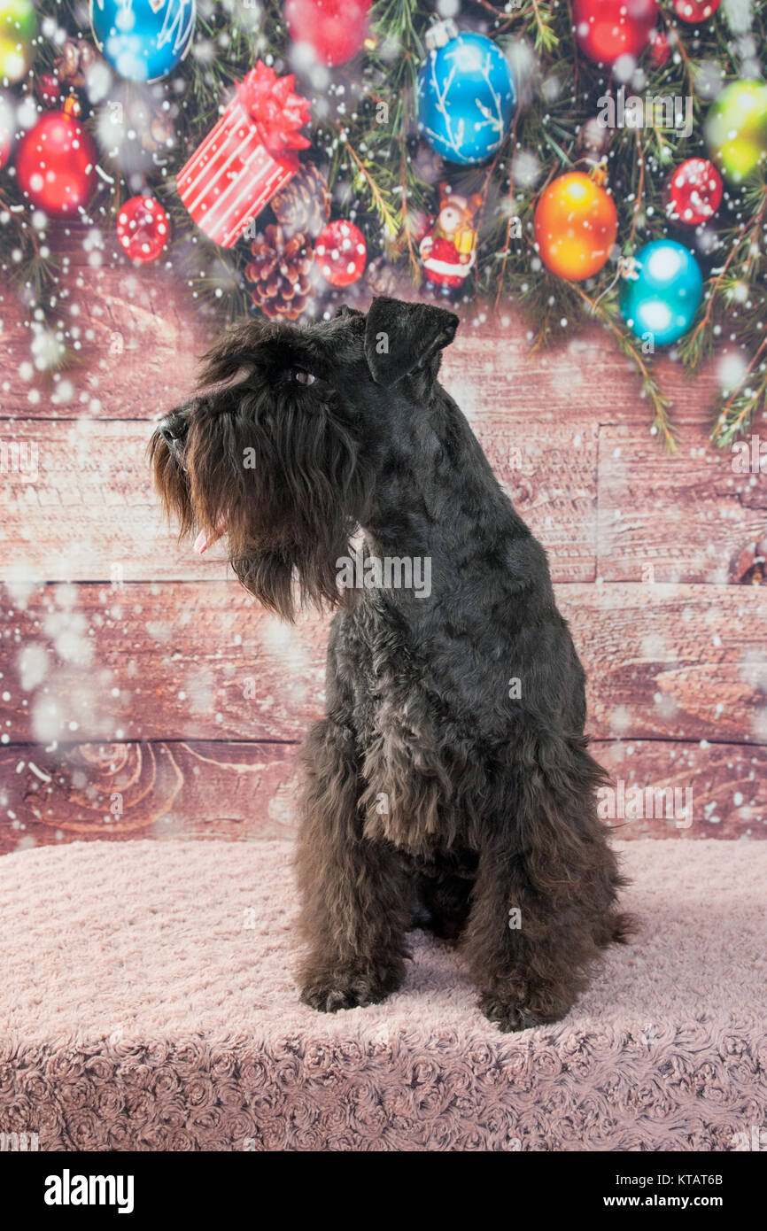 Schnauzer Christmas High Resolution Stock Photography and Images - Alamy