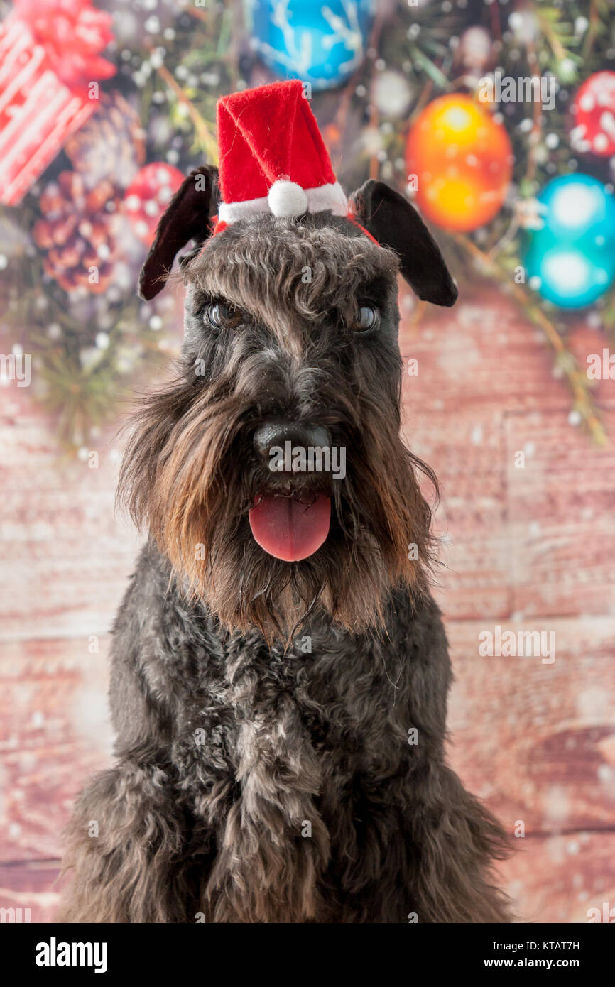 Merry Christmas With Mini Schnauzer