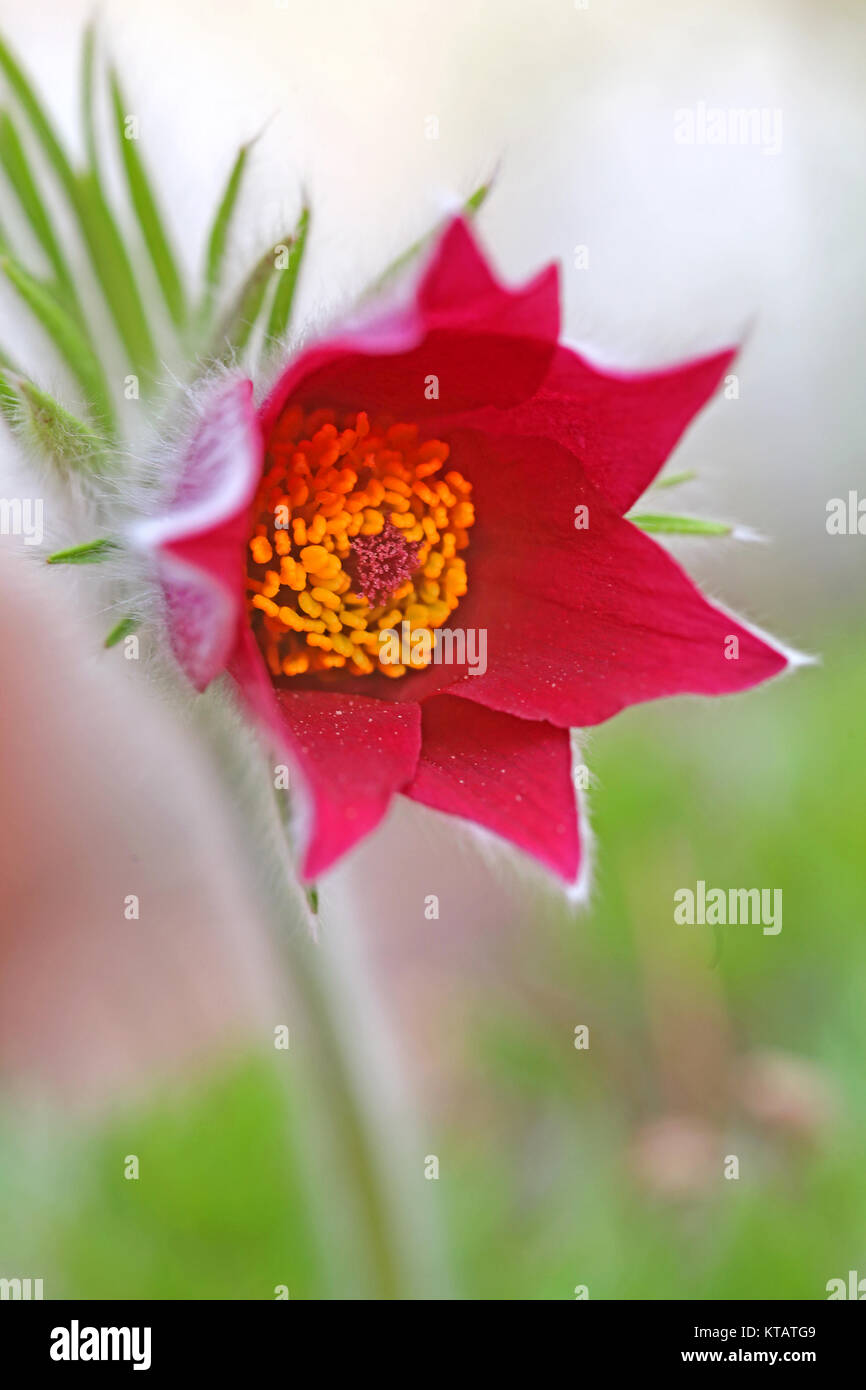 pasque pulsatilla vulgaris as a garden plant Stock Photo - Alamy