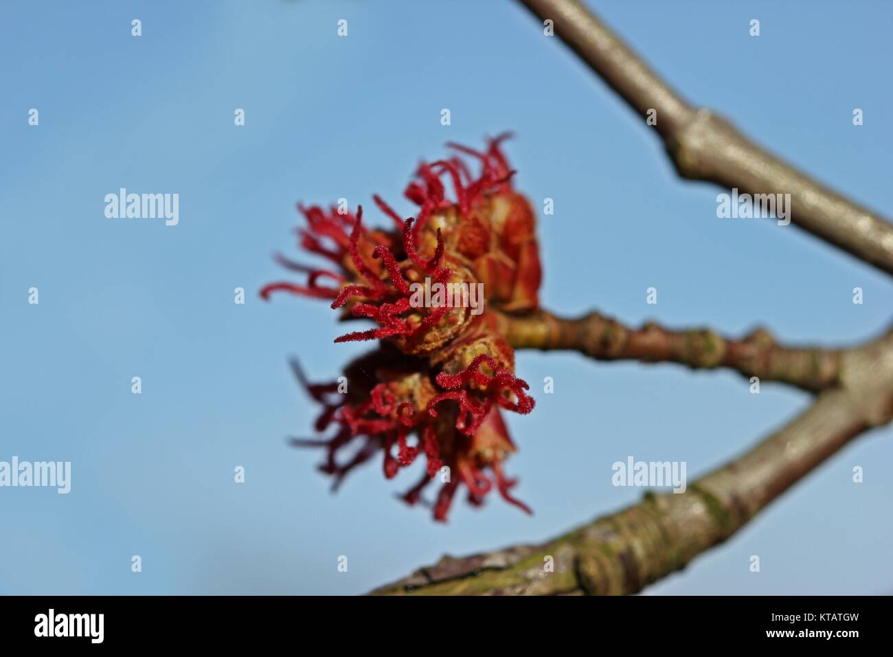 Acer rubrum female hi-res stock photography and images - Alamy