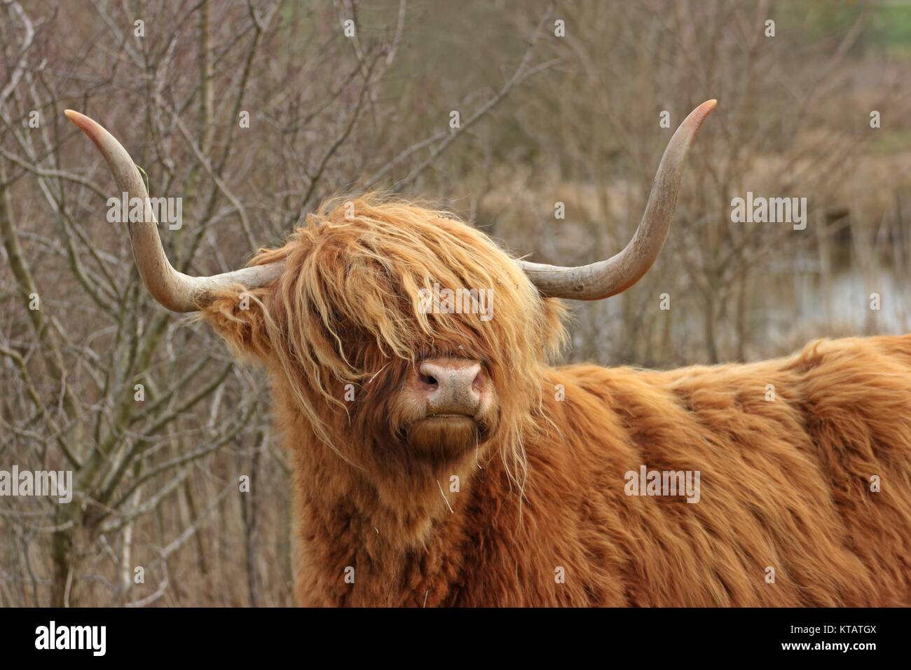 female scottish highland cattle Stock Photo - Alamy