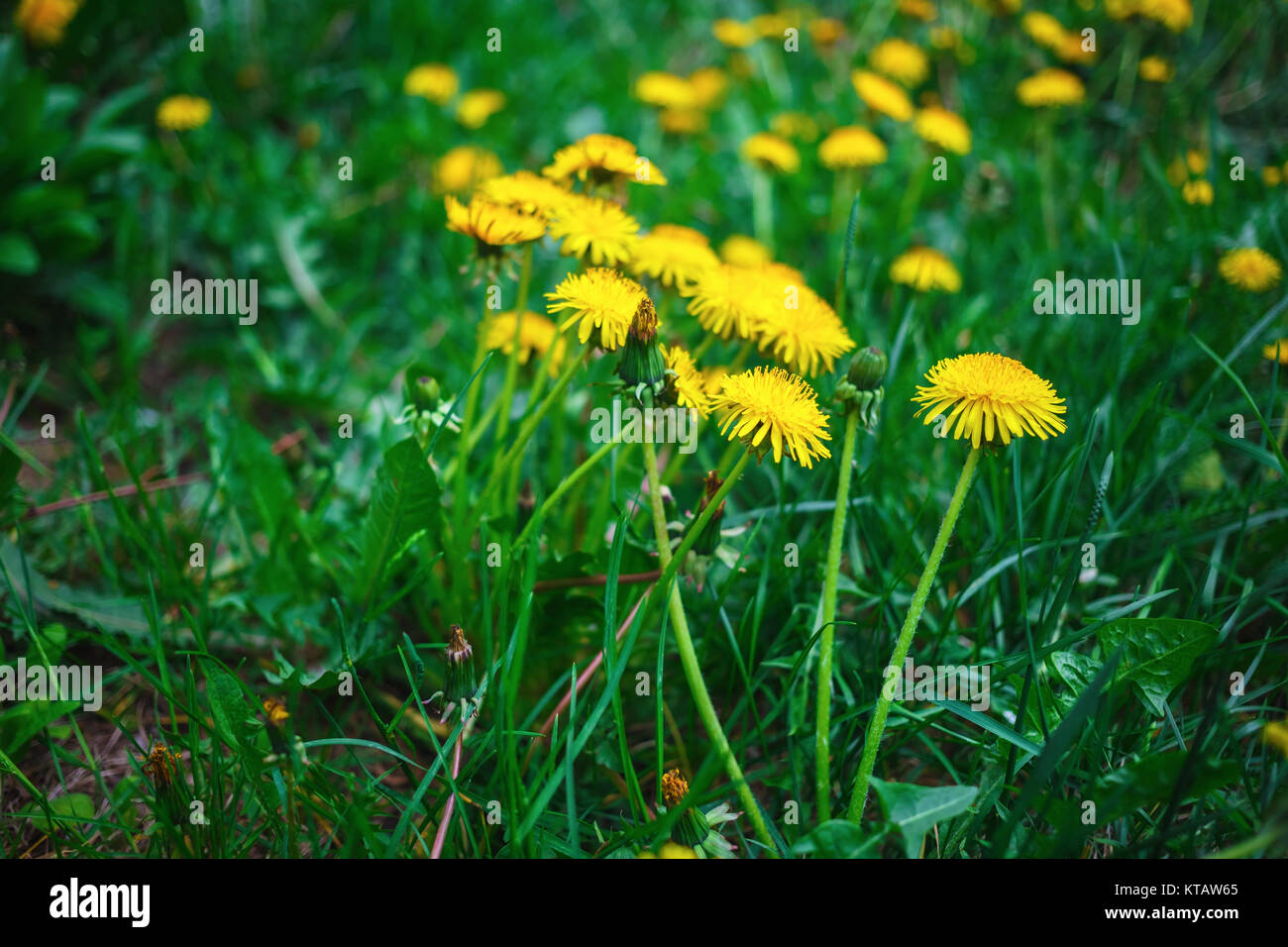 Bright yellow dandelions Stock Photo - Alamy