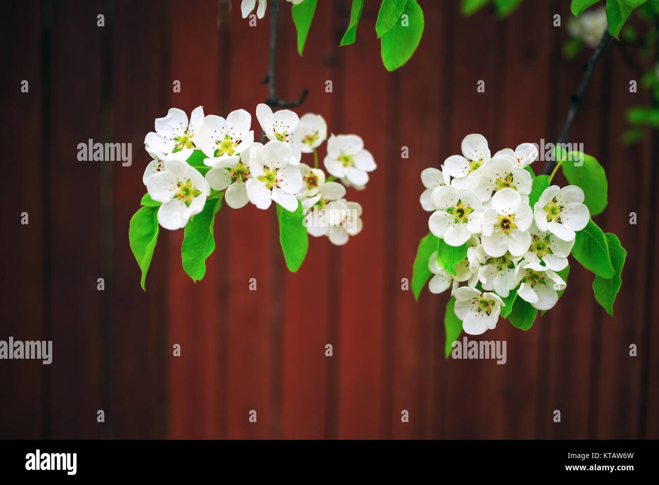 Flowering tree branches Stock Photo - Alamy