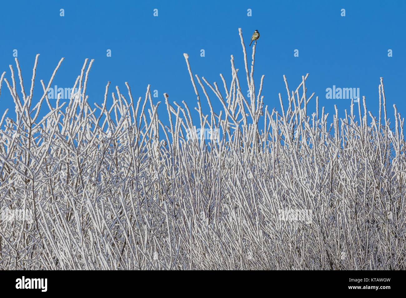 white winter forest with blue sky and icy tree branches Stock Photo - Alamy