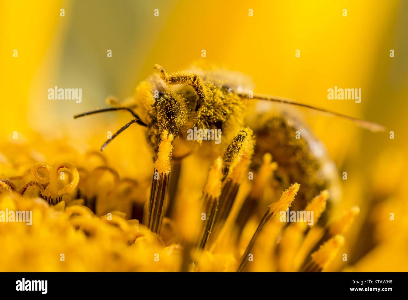 Bee covered in pollen dust hi-res stock photography and images - Alamy
