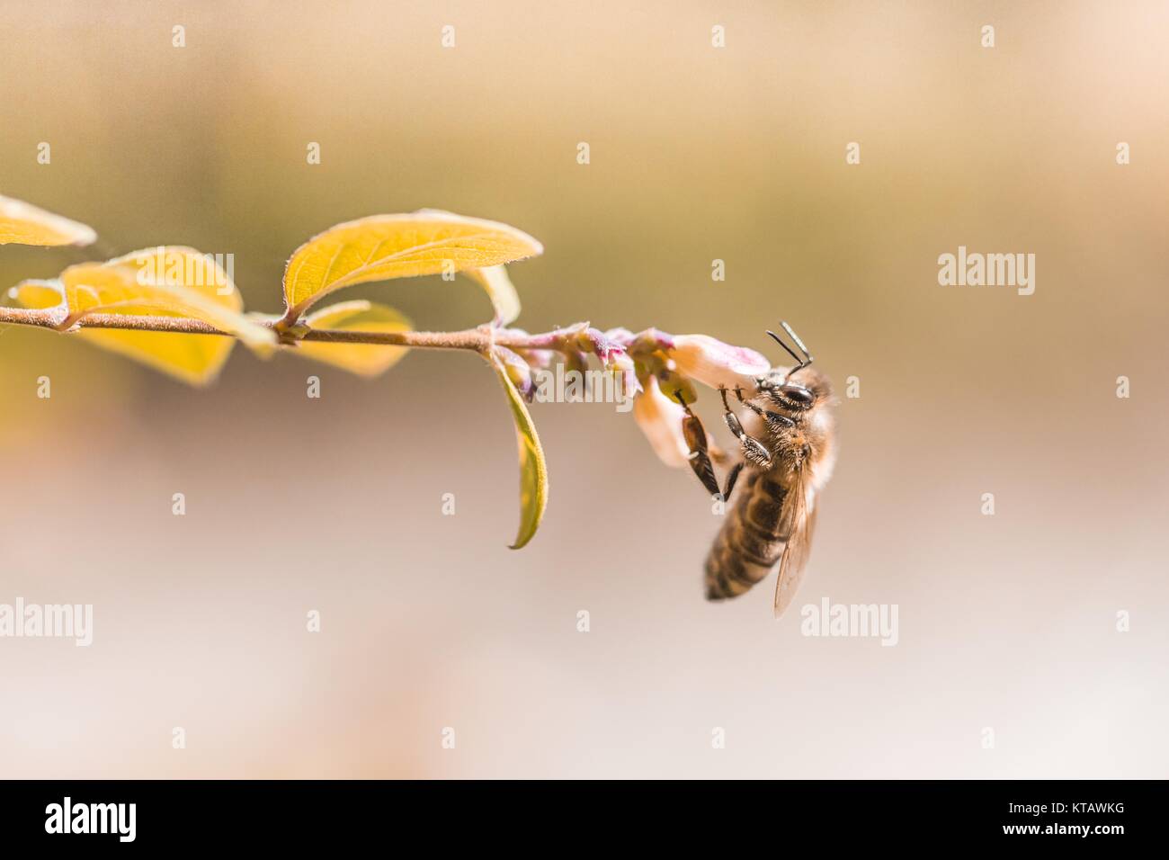 honey bee hanging on a single flower Stock Photo - Alamy