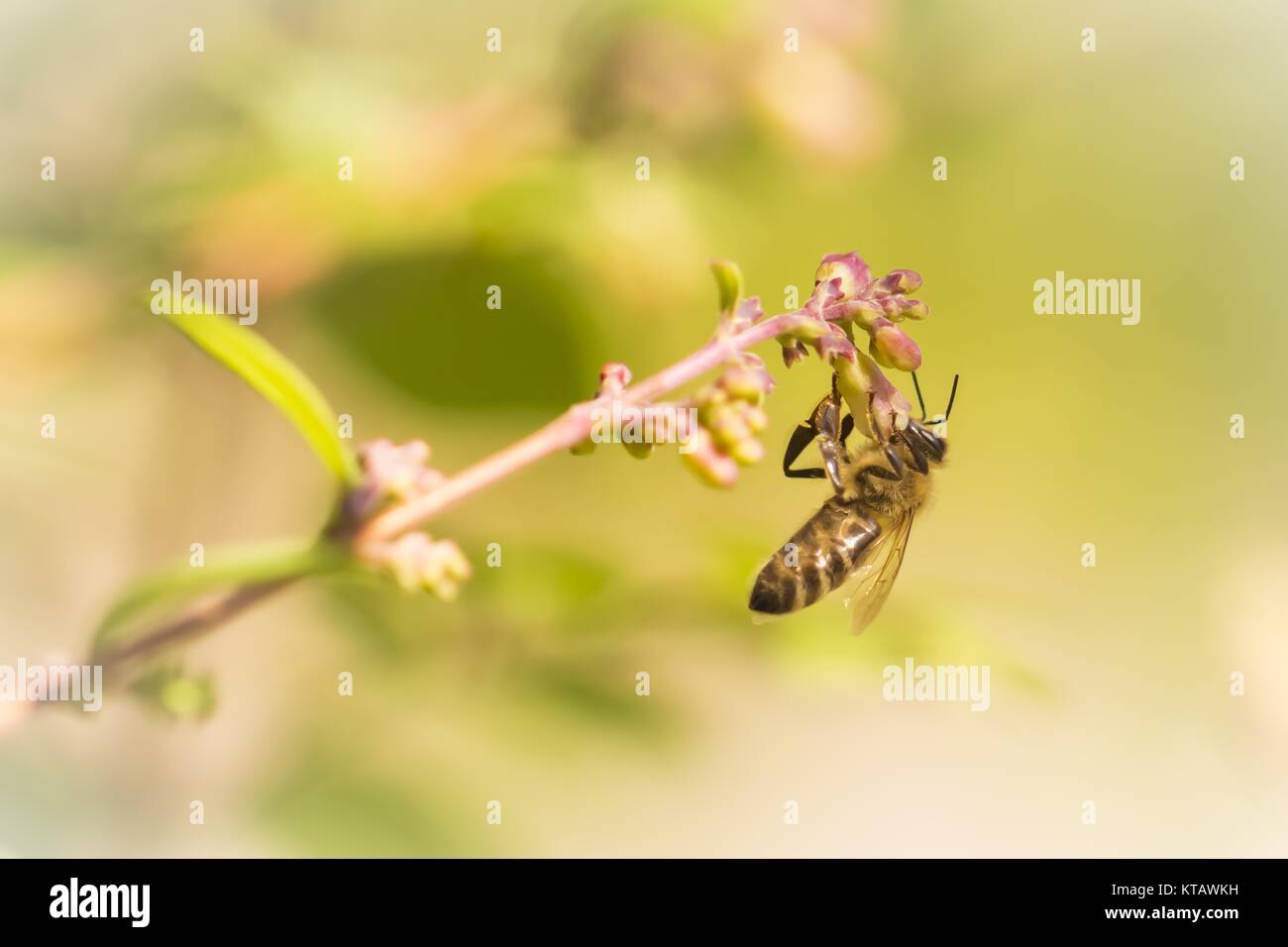 honey bee hanging on a single flower Stock Photo - Alamy