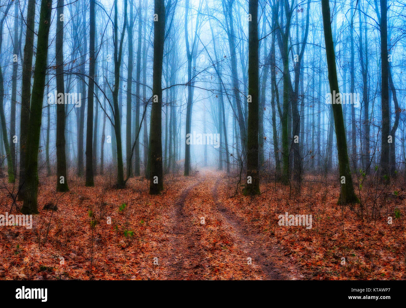 autumn forest. fog in the picturesque autumn forest Stock Photo - Alamy