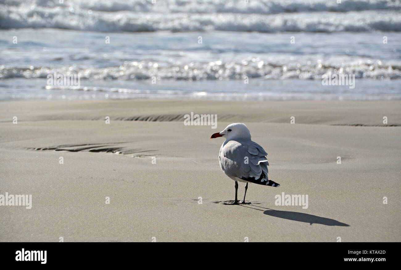 seagull on the beach Stock Photo - Alamy