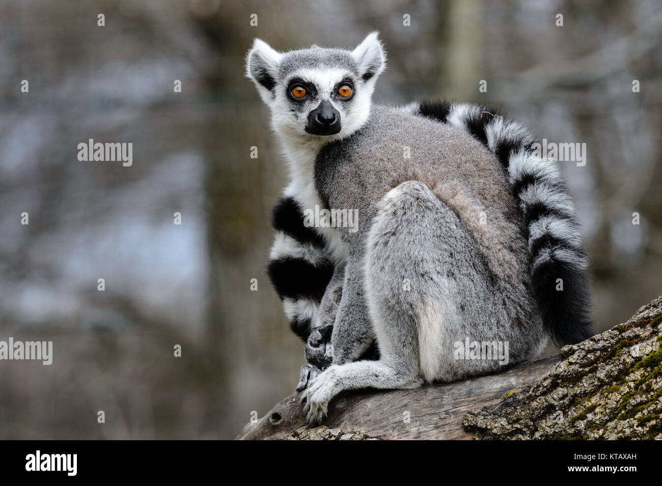 portrait of a katta Stock Photo - Alamy