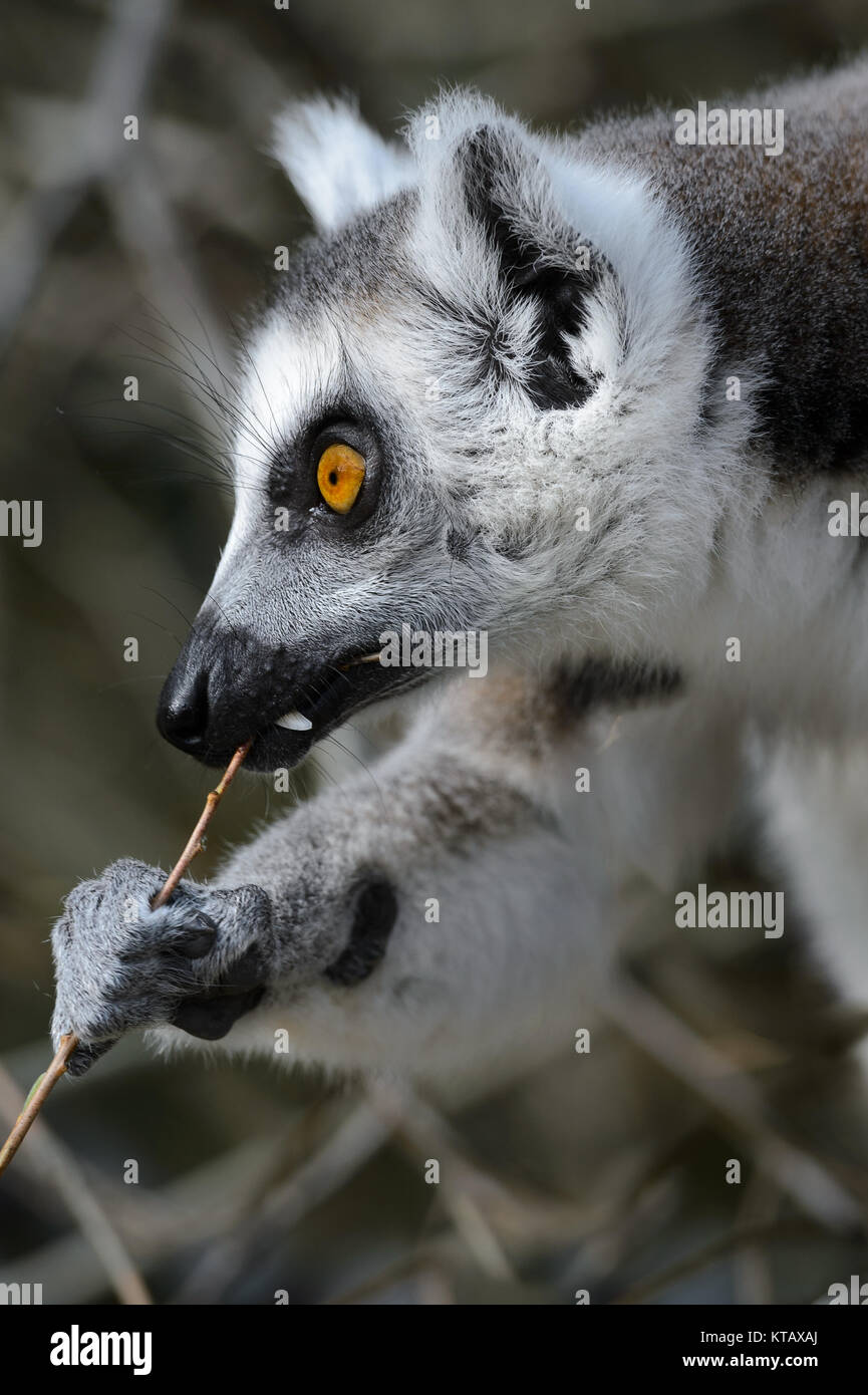 portrait of a katta Stock Photo - Alamy