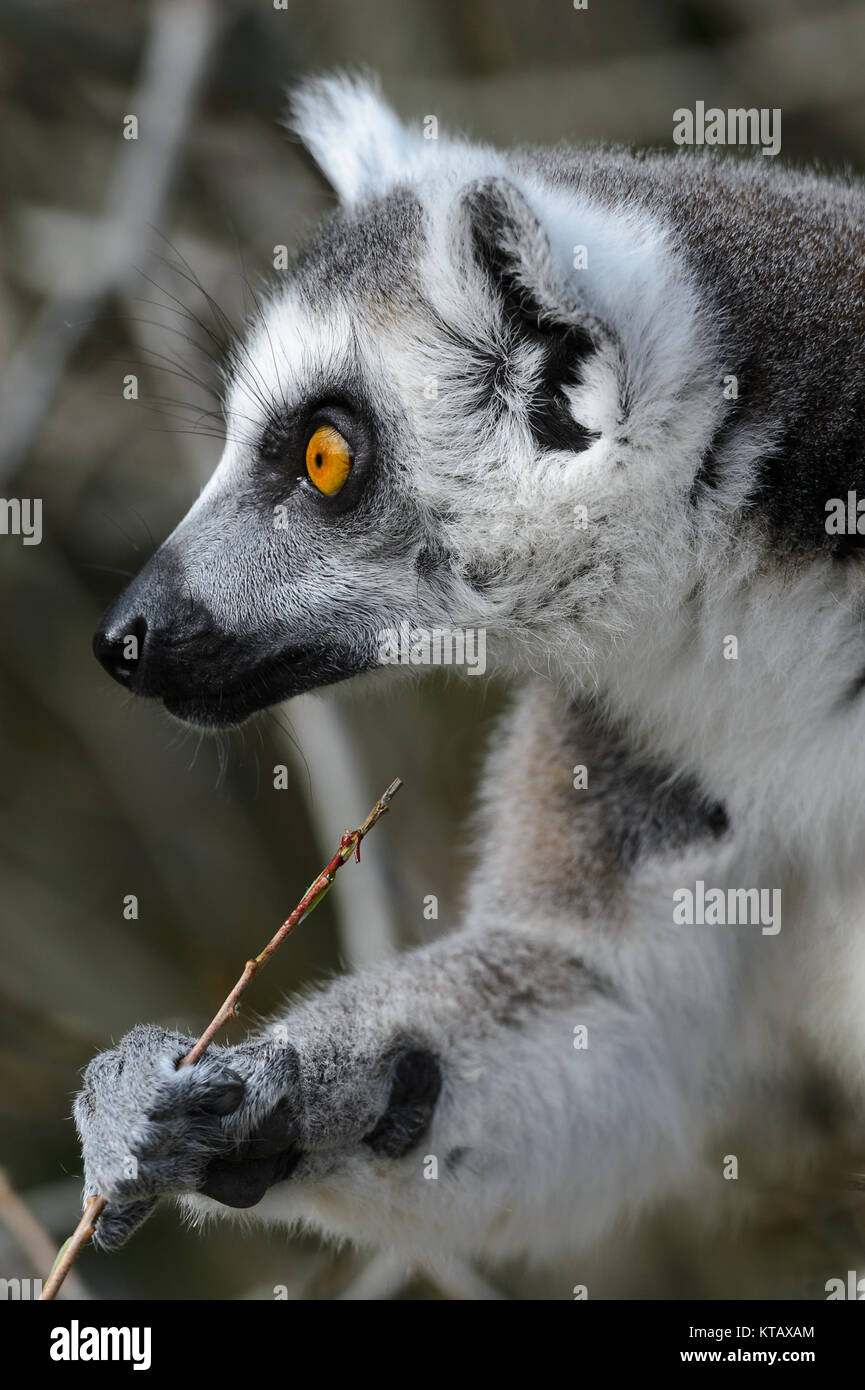 portrait of a katta Stock Photo - Alamy