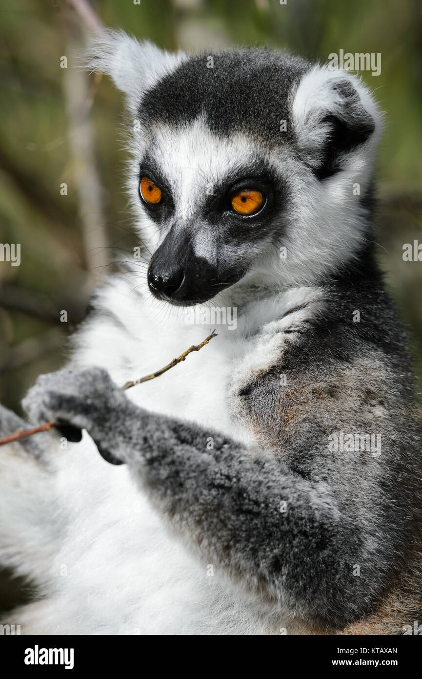 portrait of a katta Stock Photo - Alamy