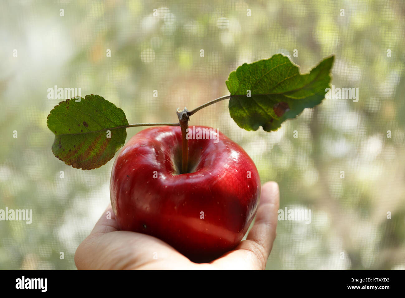 Arm red hi-res stock photography and images - Alamy