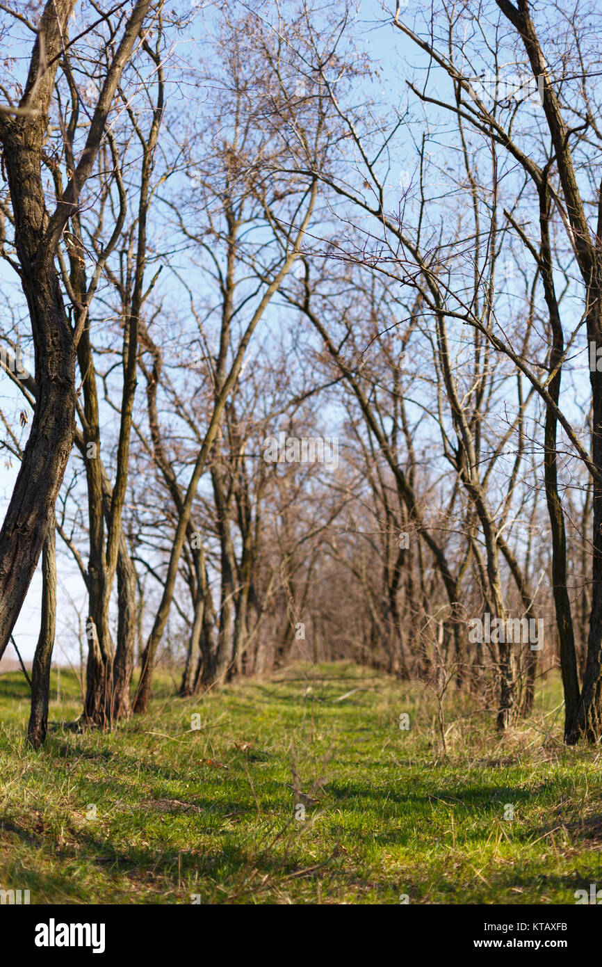 Walking through forest dawn hi-res stock photography and images - Alamy