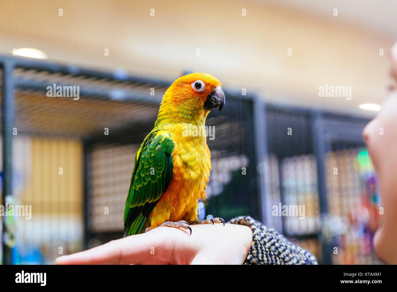 Beautiful parrot closeup Parrot scratching his beak with his Claws ...