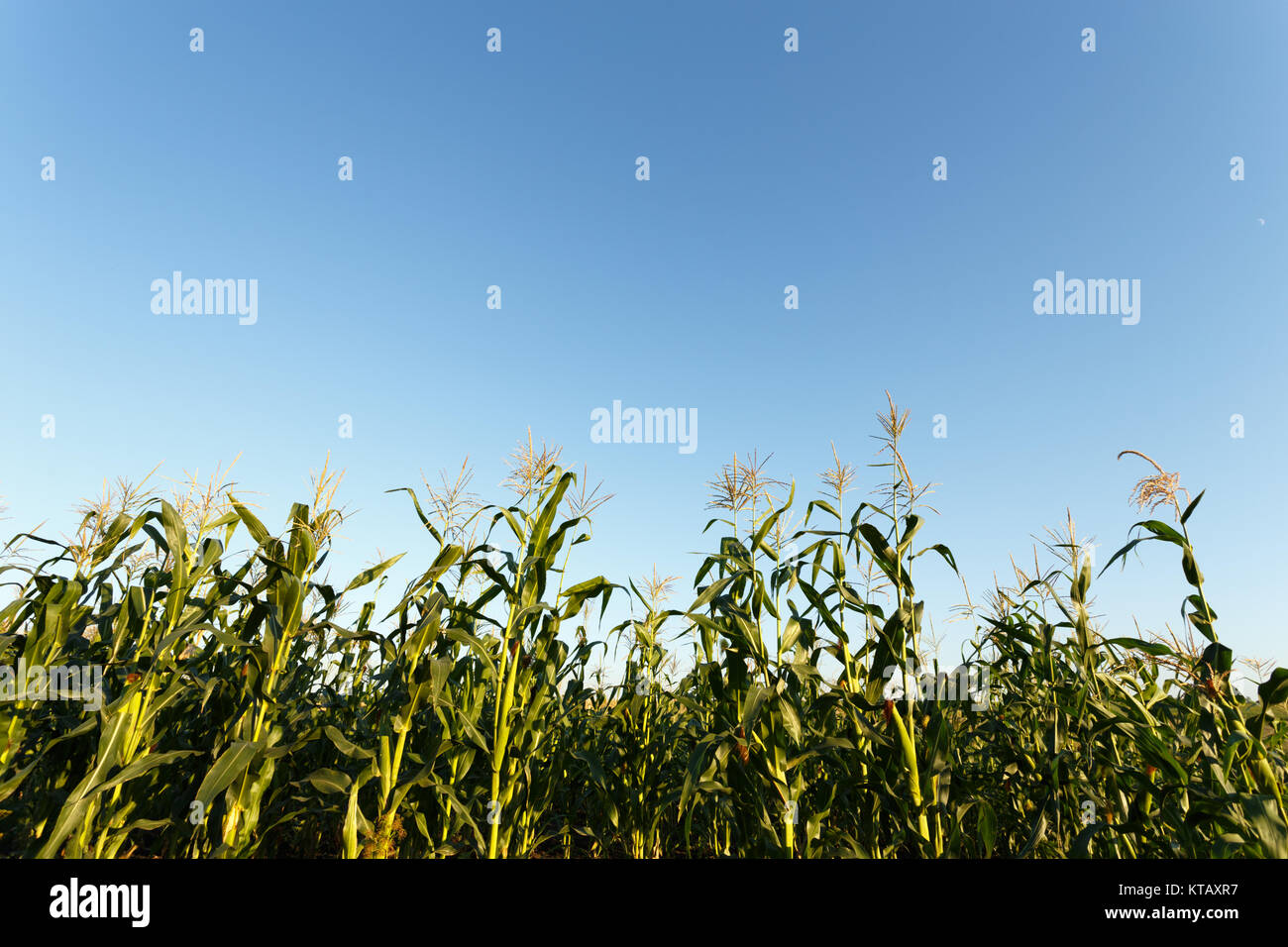 Corn field at sunset close up Stock Photo - Alamy