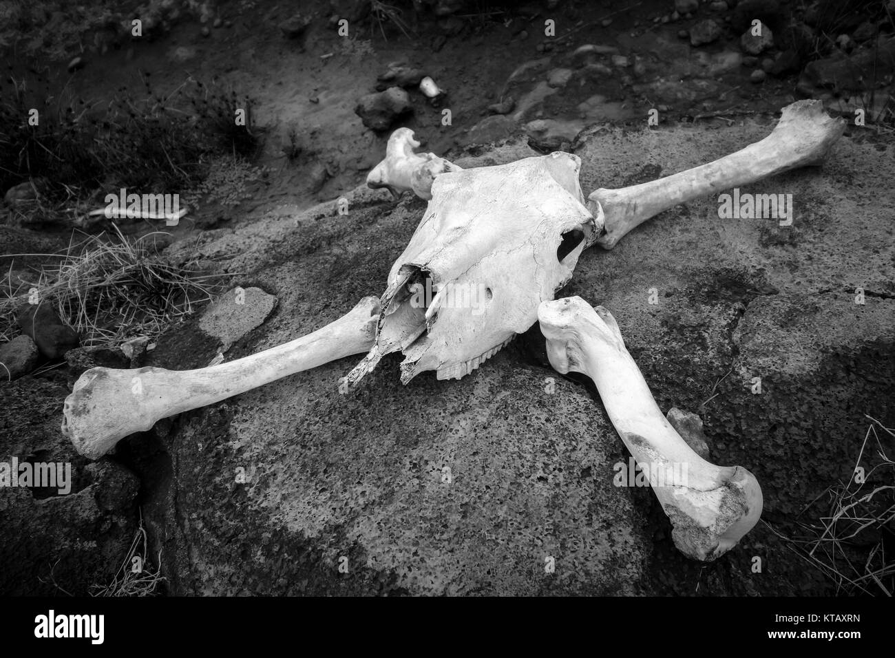 Water horse head Black and White Stock Photos & Images - Alamy
