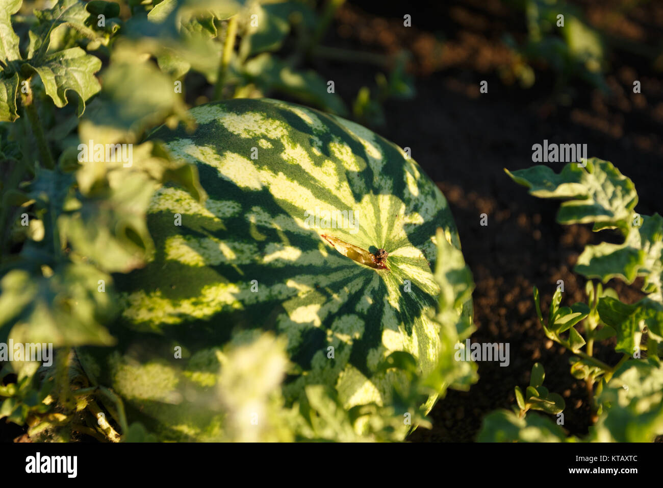 Watermelon Garden High Resolution Stock Photography and Images - Alamy