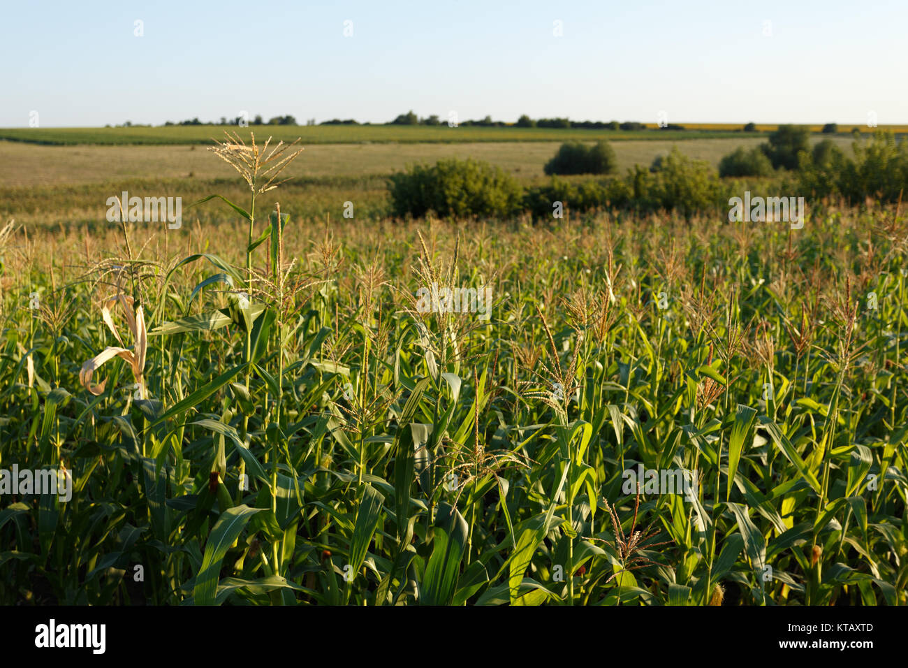Corn field at sunset close up Stock Photo - Alamy