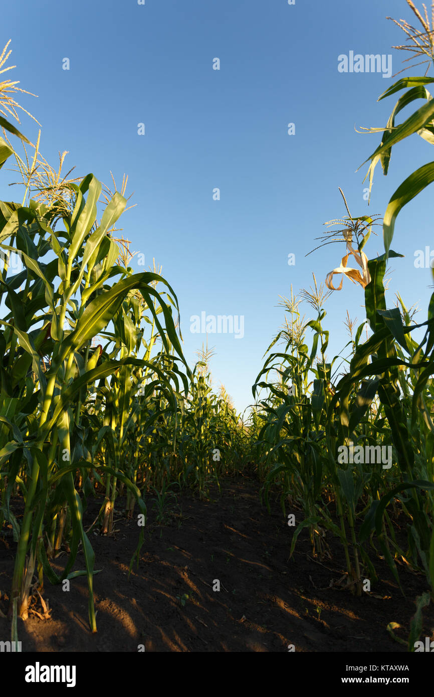 Corn field at sunset close up Stock Photo - Alamy