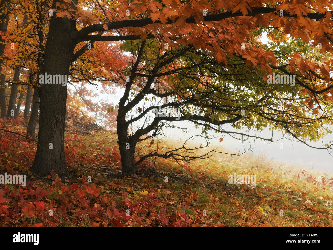 autumn forest. fog in the picturesque autumn forest Stock Photo - Alamy
